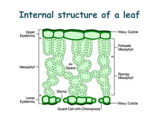 Internal Structure Of A Leaf And Its Function