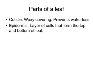 Leaf structure | PPT
