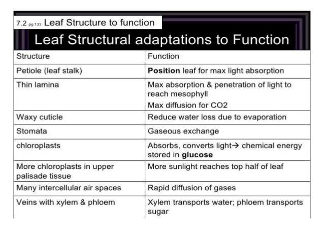 Leaf structure A Lecture by Mr Allah Dad Khan