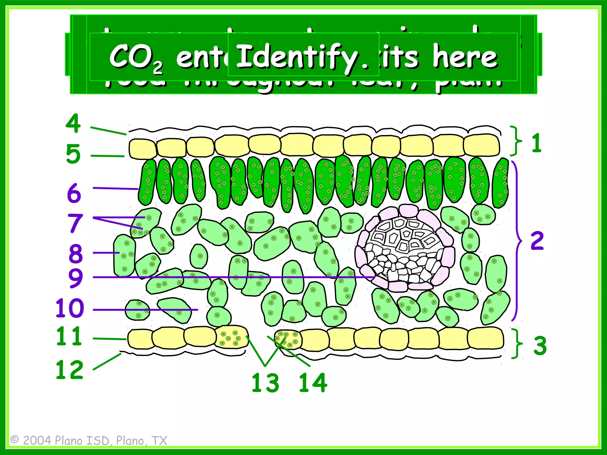 Leaf structure | PPT