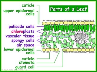 Leaf structure | PPT