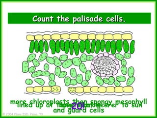Leaf structure | PPT