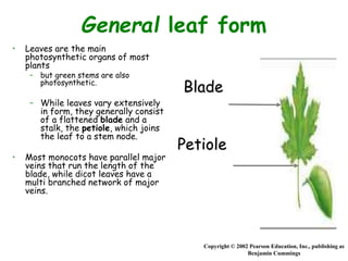leaf structure.ppt