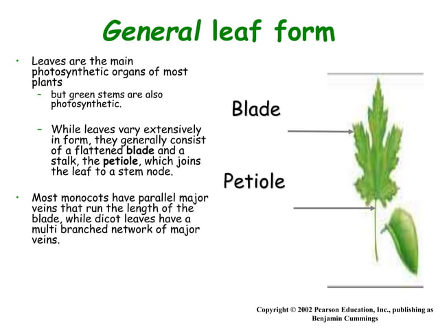 leaf structure.ppt
