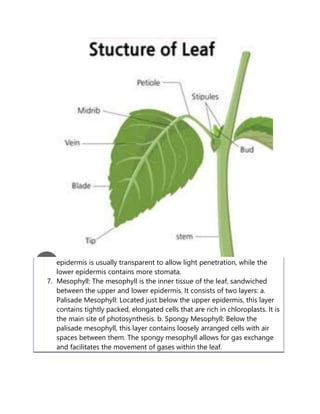 leaf structure.docx