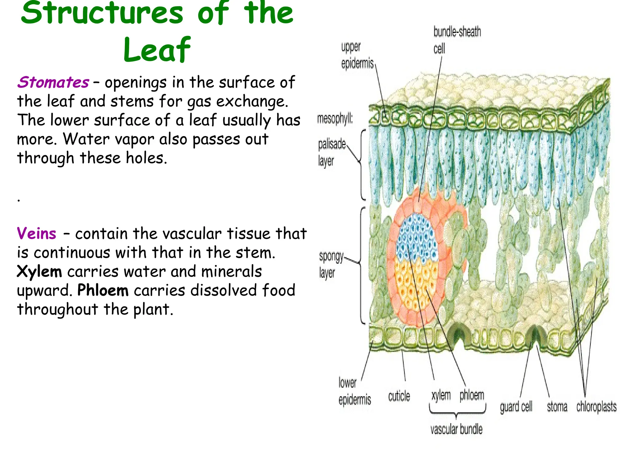 Leaf Structure plant botany biology bot1 | PPT