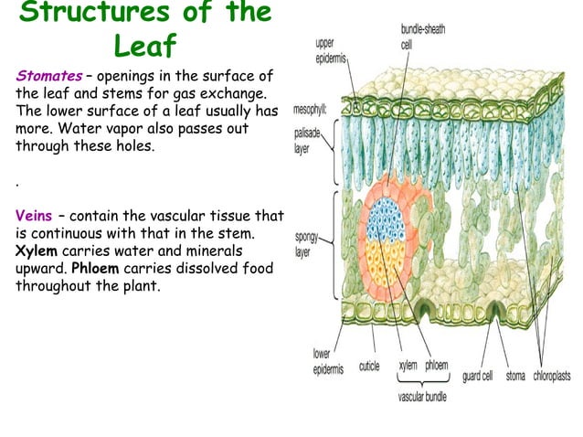 Leaf Structure plant botany biology bot1 | PPT