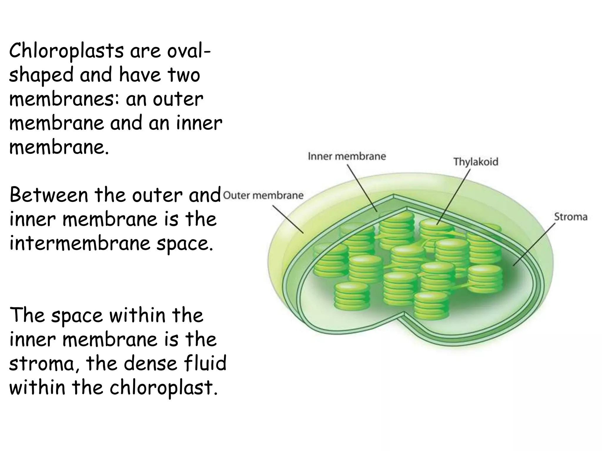 leaf structure and chloroplast.ppt