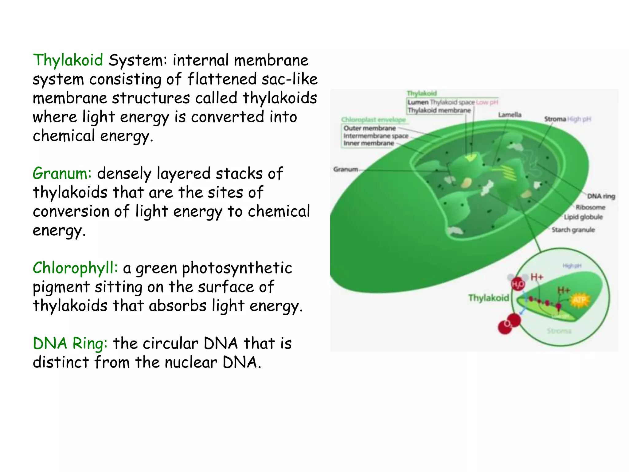 leaf structure and chloroplast.ppt