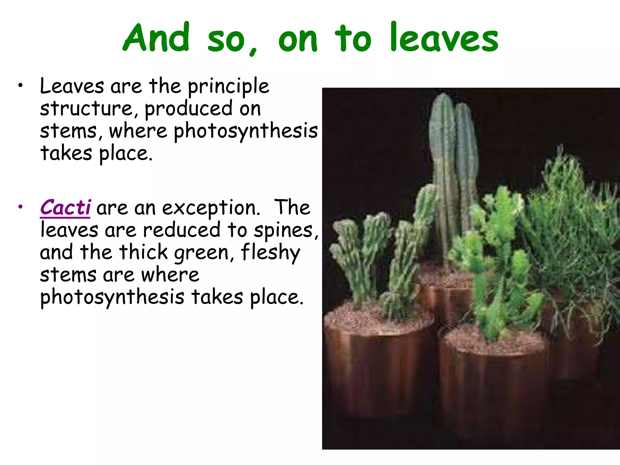 leaf structure and chloroplast.ppt