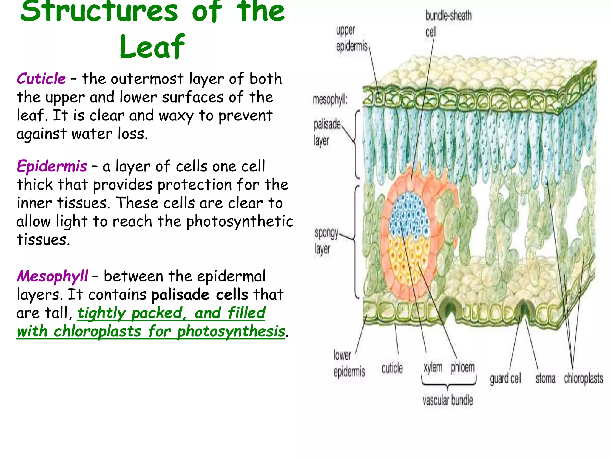 leaf structure and chloroplast.ppt