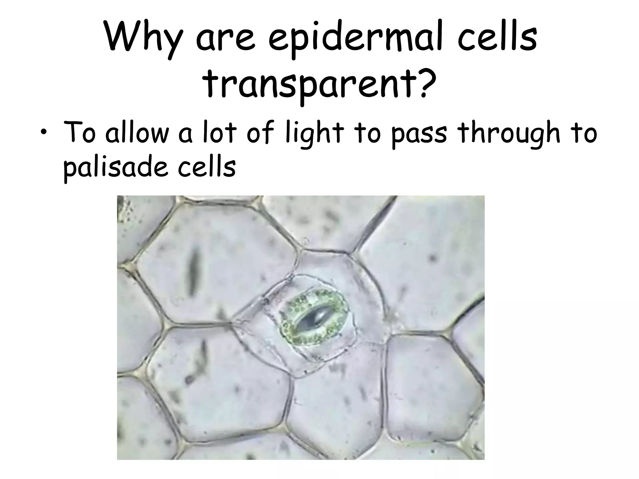 leaf structure and chloroplast.ppt