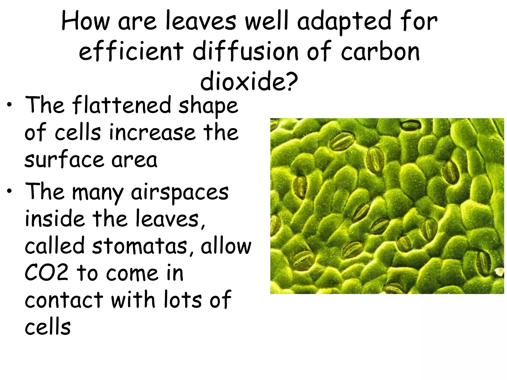 leaf structure and chloroplast.ppt