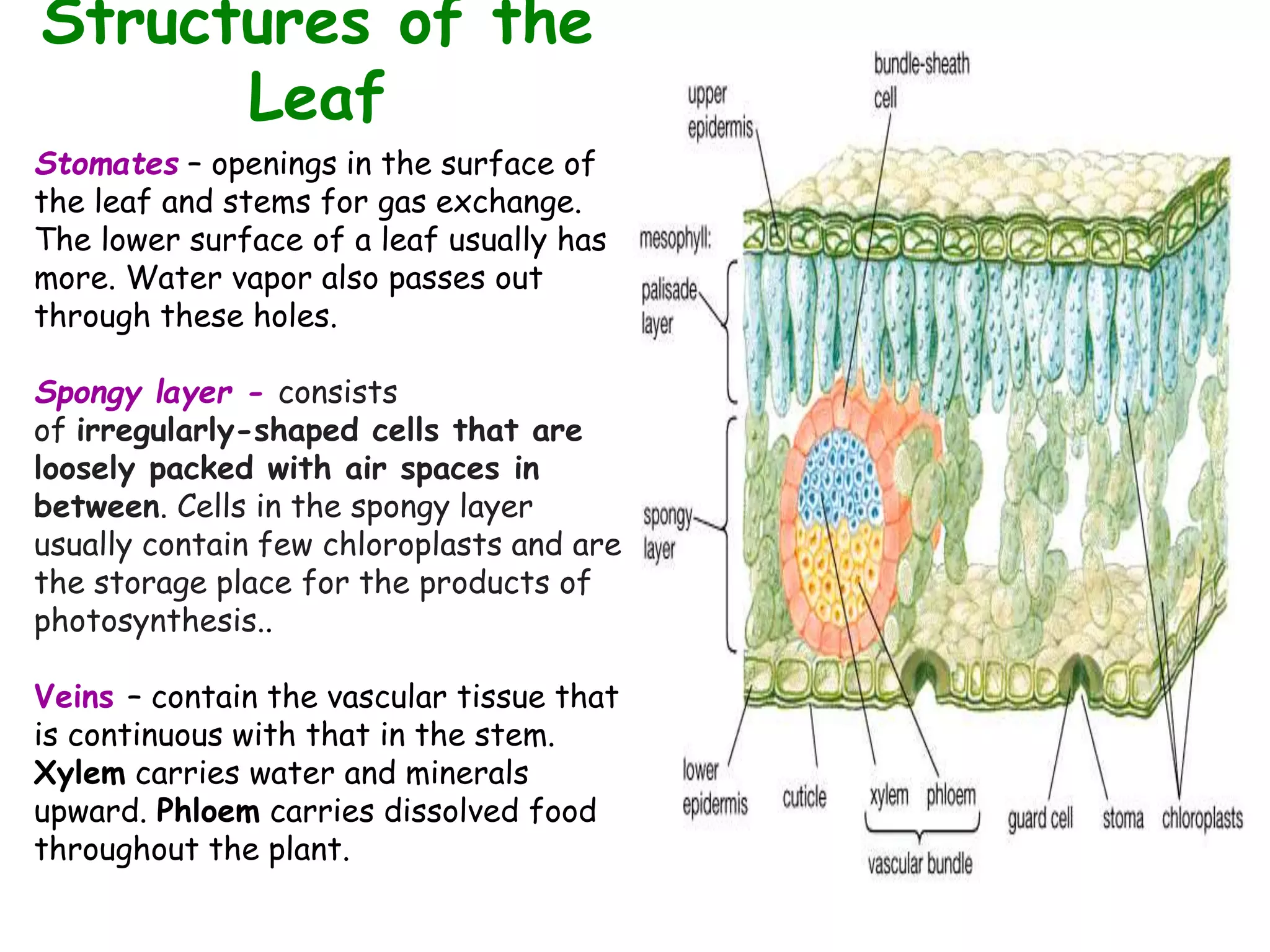 leaf structure and chloroplast.ppt