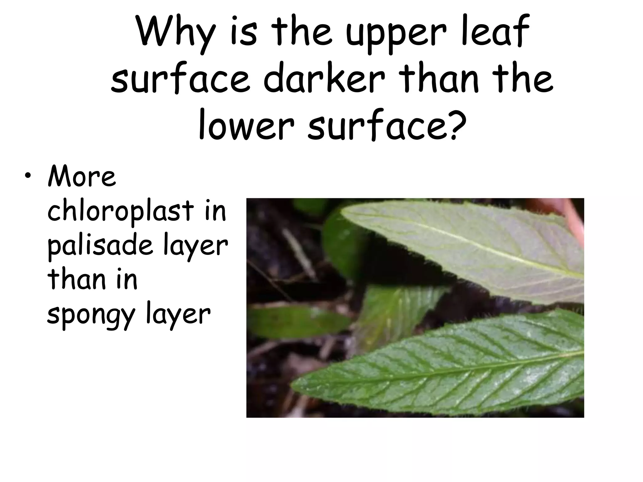 leaf structure and chloroplast.ppt