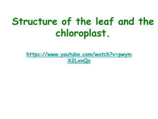 leaf structure and chloroplast.ppt
