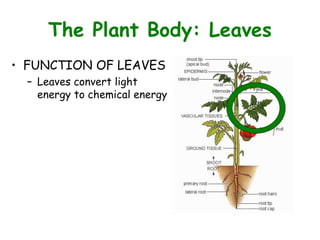 leaf structure and chloroplast.ppt
