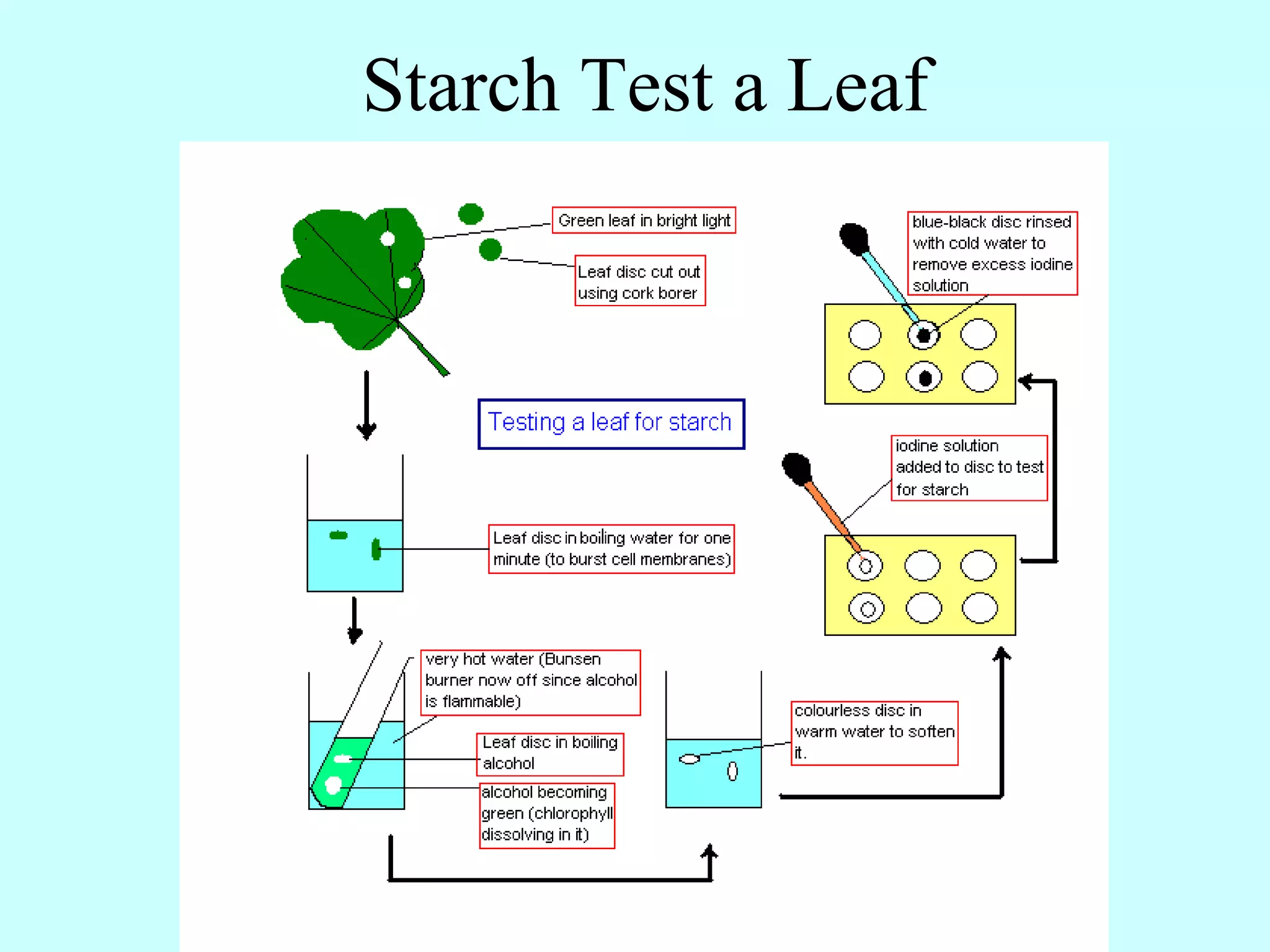 Leaf structure and photosynthesis | PPT