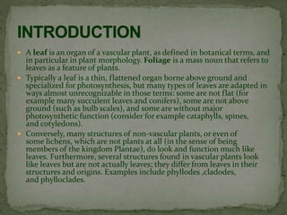 Leaf structures | PPTX