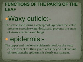 Leaf structures | PPT