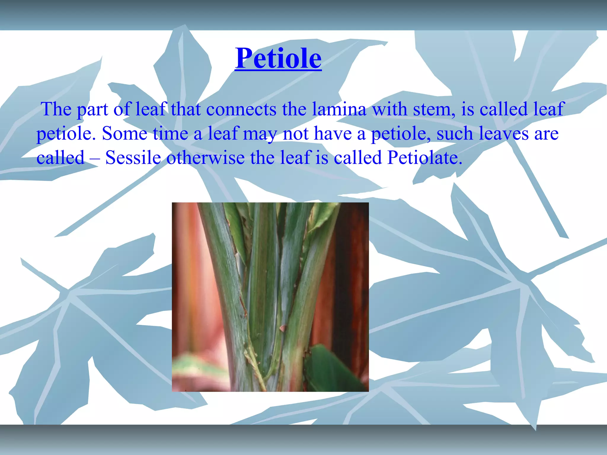 Leaf structures | PPT