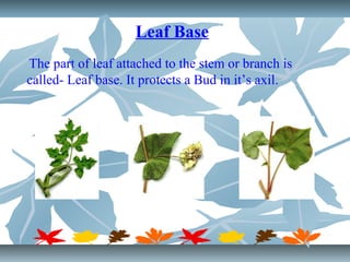 Leaf structures | PPT