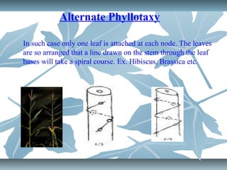 Leaf structures | PPT