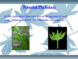 Leaf structures | PPT