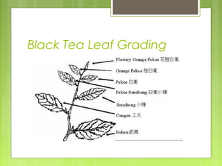 Black Tea Grading by Teakruthi | PPT