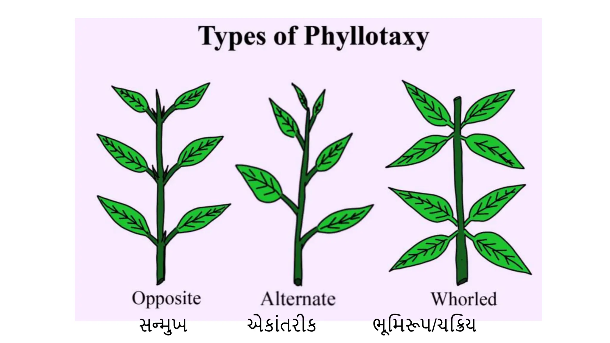 Leaf Types - study material for taxonomy students | PPT | Free Download