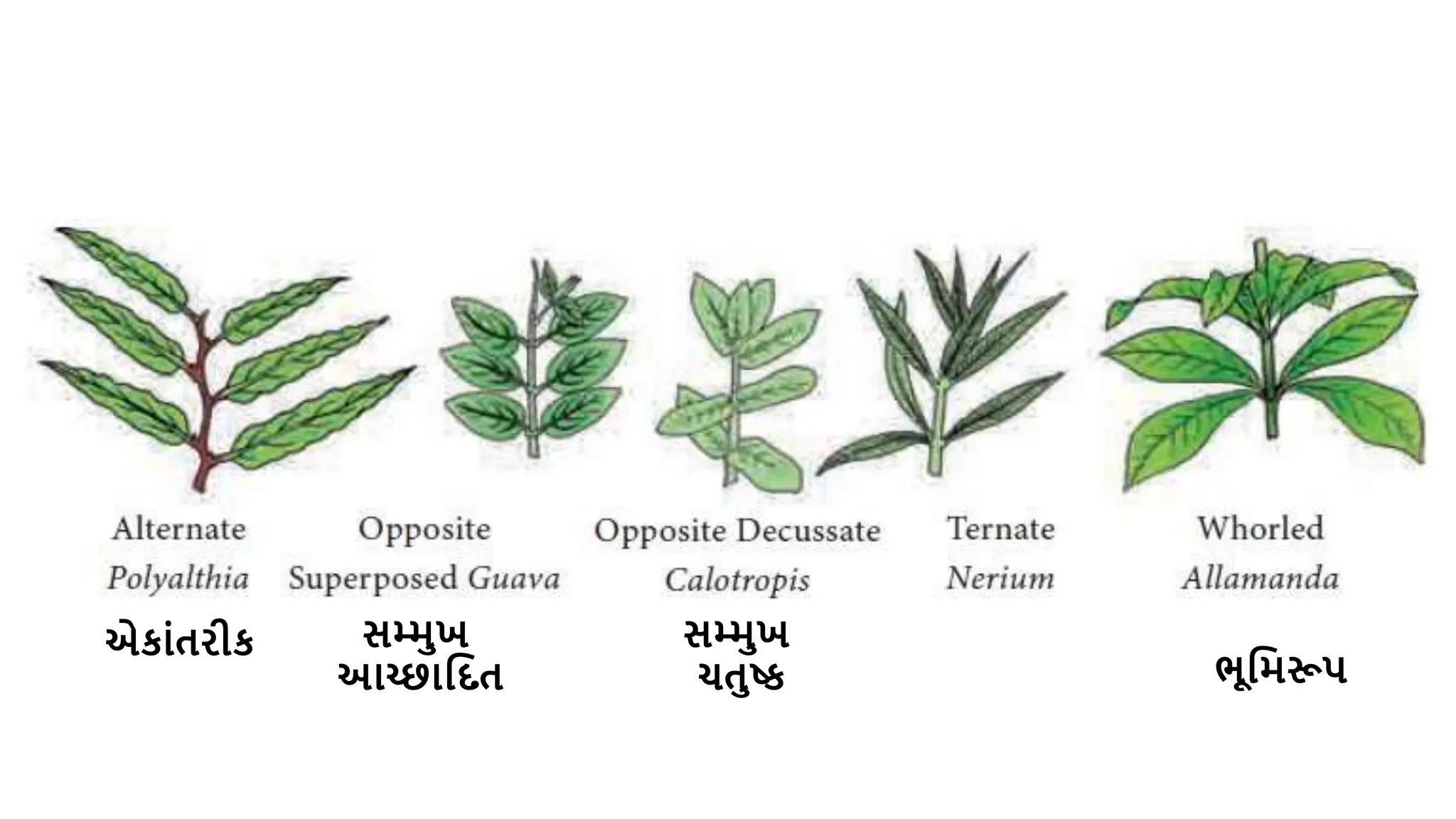 Leaf Types - study material for taxonomy students | PPT | Free Download