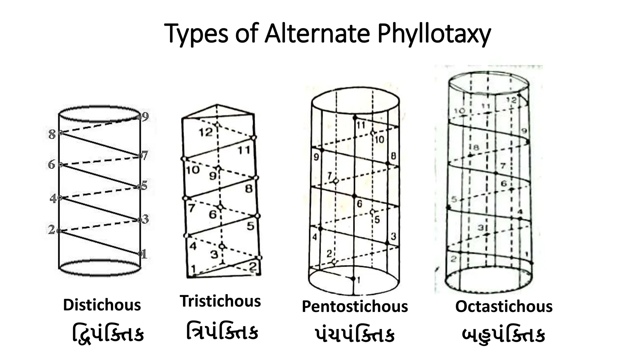 Leaf Types - study material for taxonomy students | PPTX
