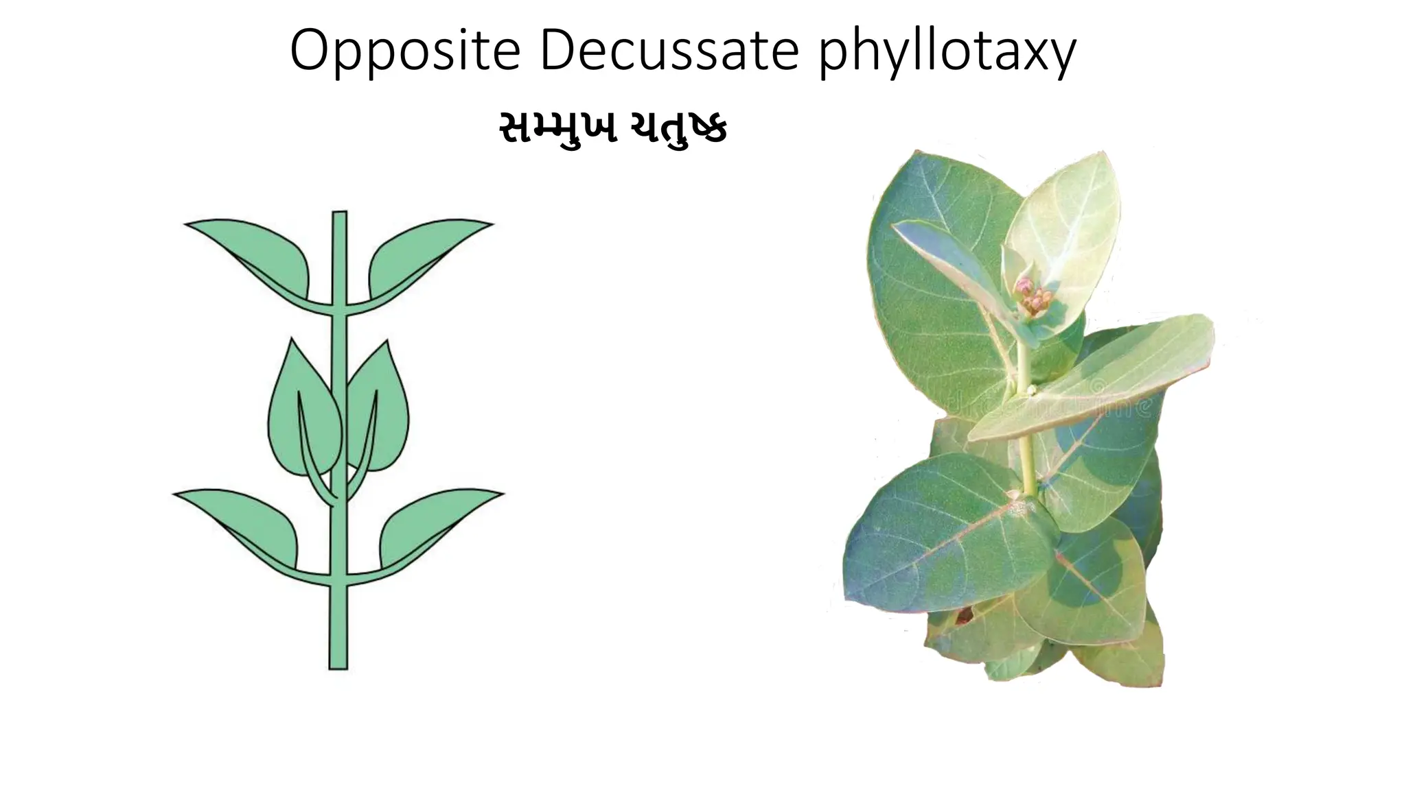 Leaf Types - study material for taxonomy students | PPTX