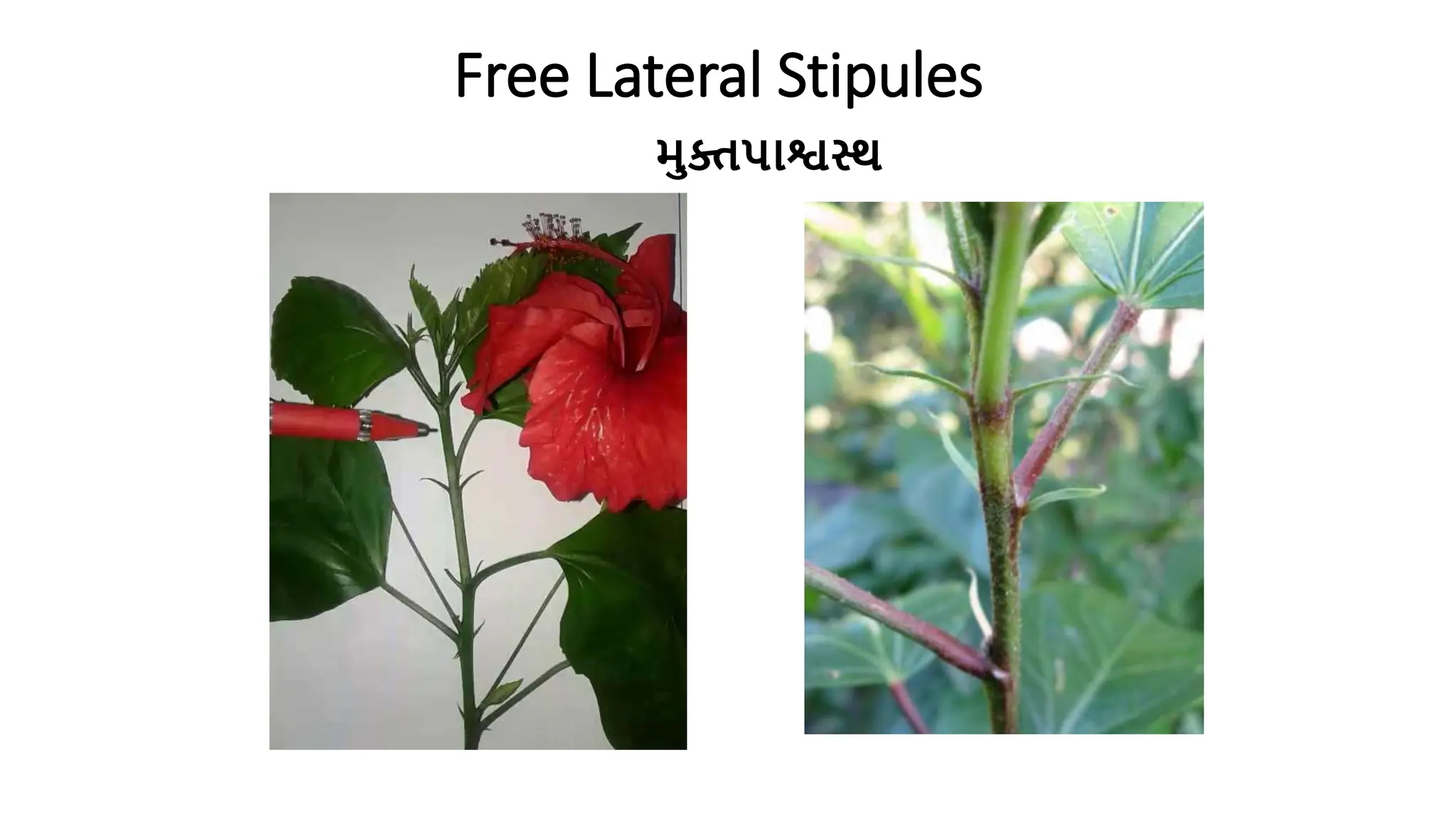 Leaf Types - study material for taxonomy students | PPTX