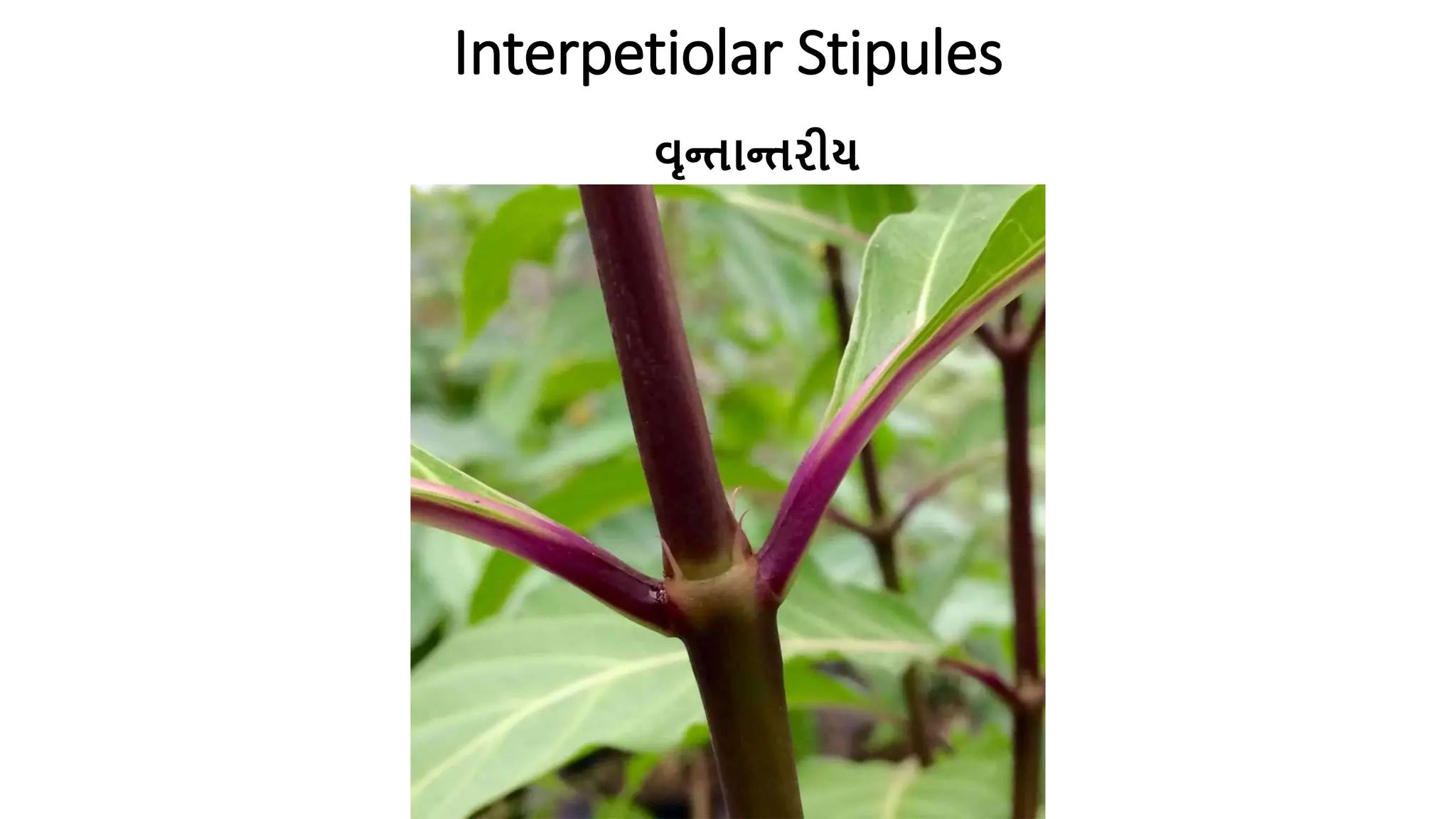 Leaf Types - study material for taxonomy students | PPTX