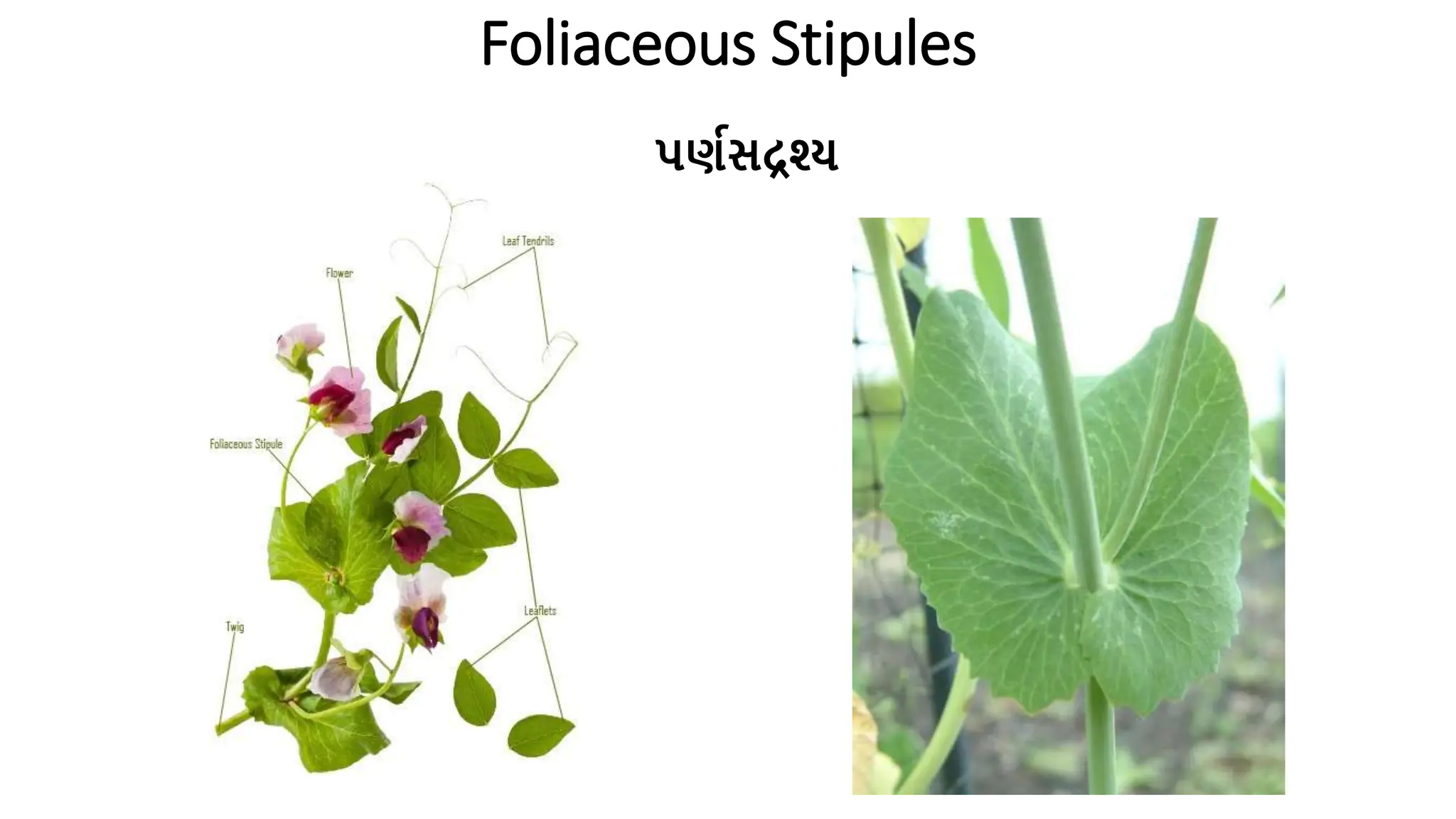 Leaf Types - study material for taxonomy students | PPTX