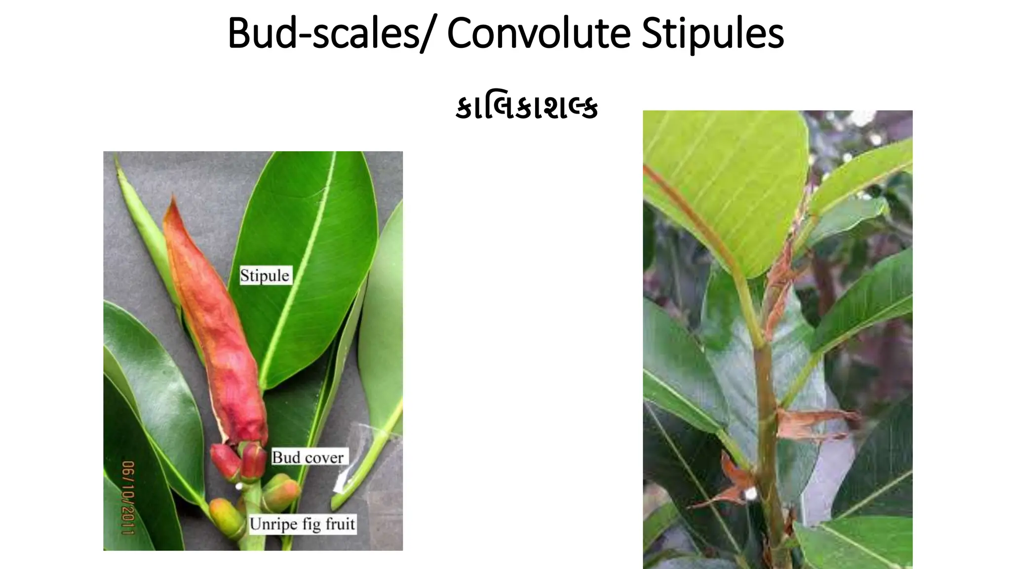 Leaf Types - study material for taxonomy students | PPTX