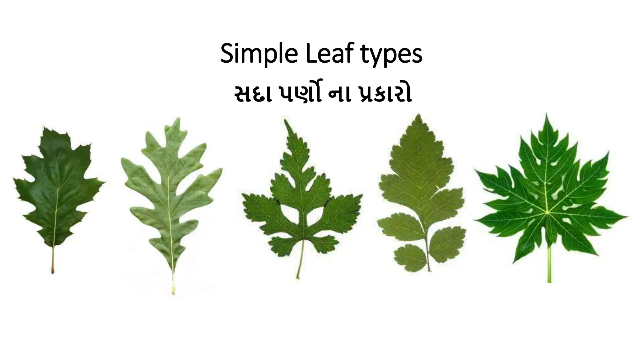 Leaf Types - study material for taxonomy students | PPT