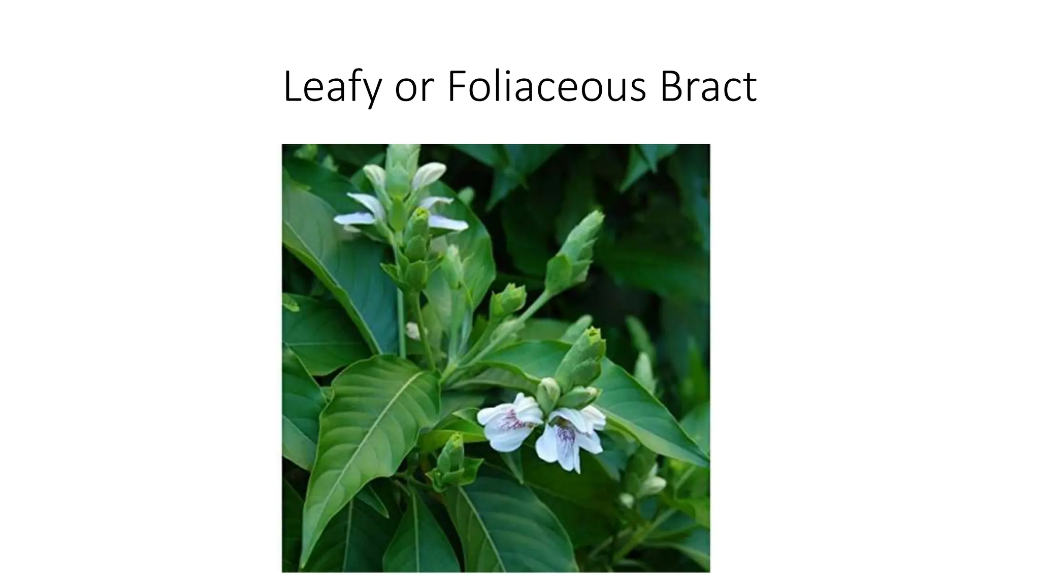 Leaf Types - study material for taxonomy students | PPTX