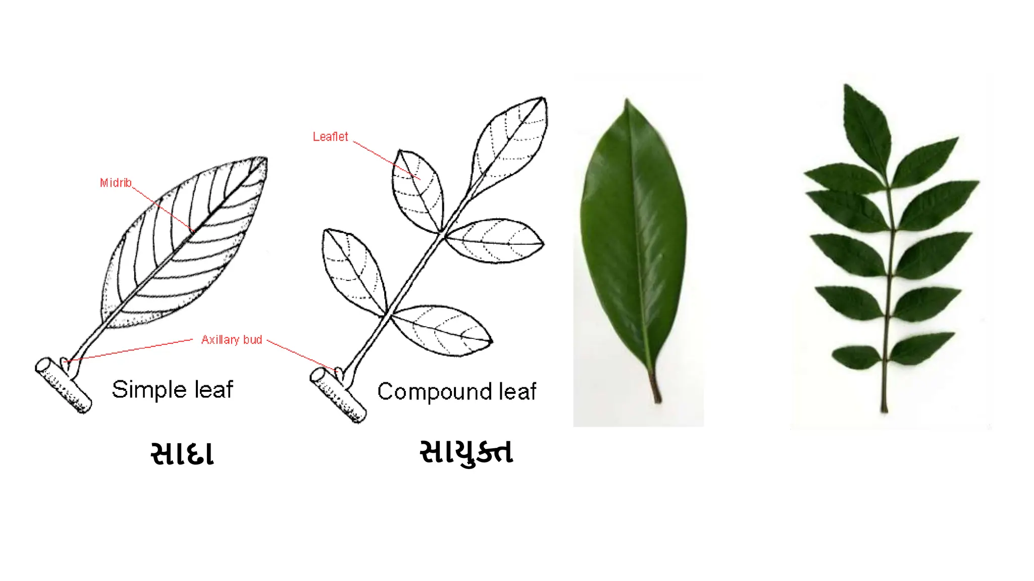 Leaf Types - study material for taxonomy students | PPT