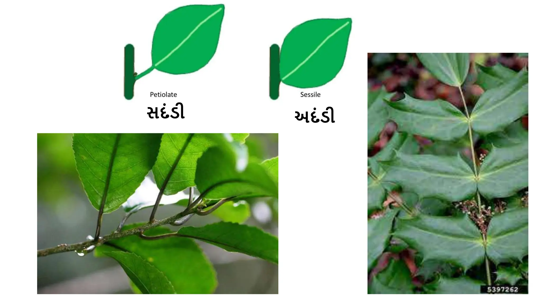 Leaf Types - study material for taxonomy students | PPT | Free Download