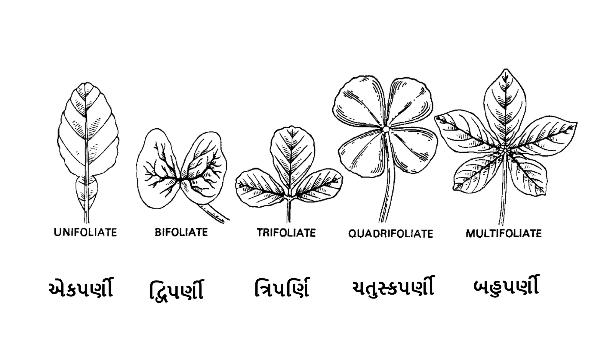 Leaf Types - study material for taxonomy students | PPTX