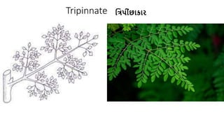 Leaf Types - study material for taxonomy students | PPTX