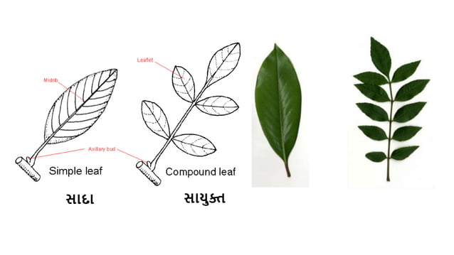 Leaf Types - study material for taxonomy students | PPT