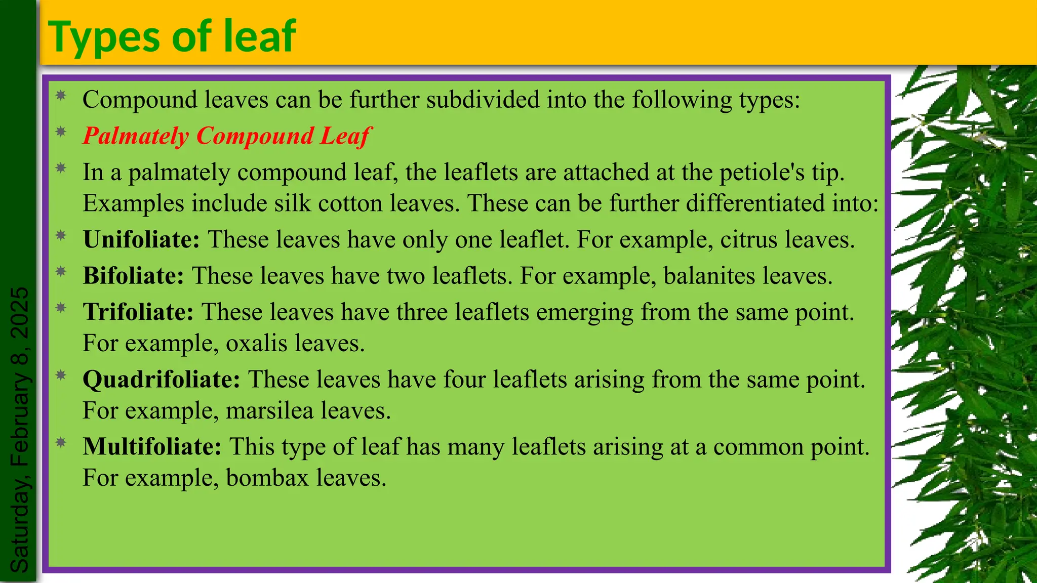 a detail overview of anatomy of leaf.pptx