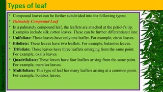 a detail overview of anatomy of leaf.pptx