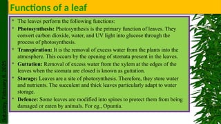 a detail overview of anatomy of leaf.pptx
