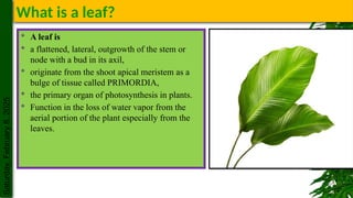 a detail overview of anatomy of leaf.pptx