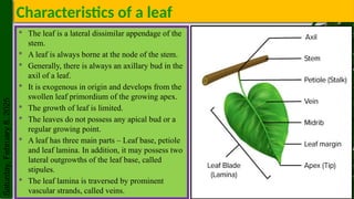 a detail overview of anatomy of leaf.pptx