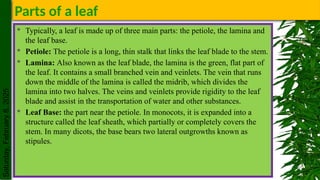 a detail overview of anatomy of leaf.pptx